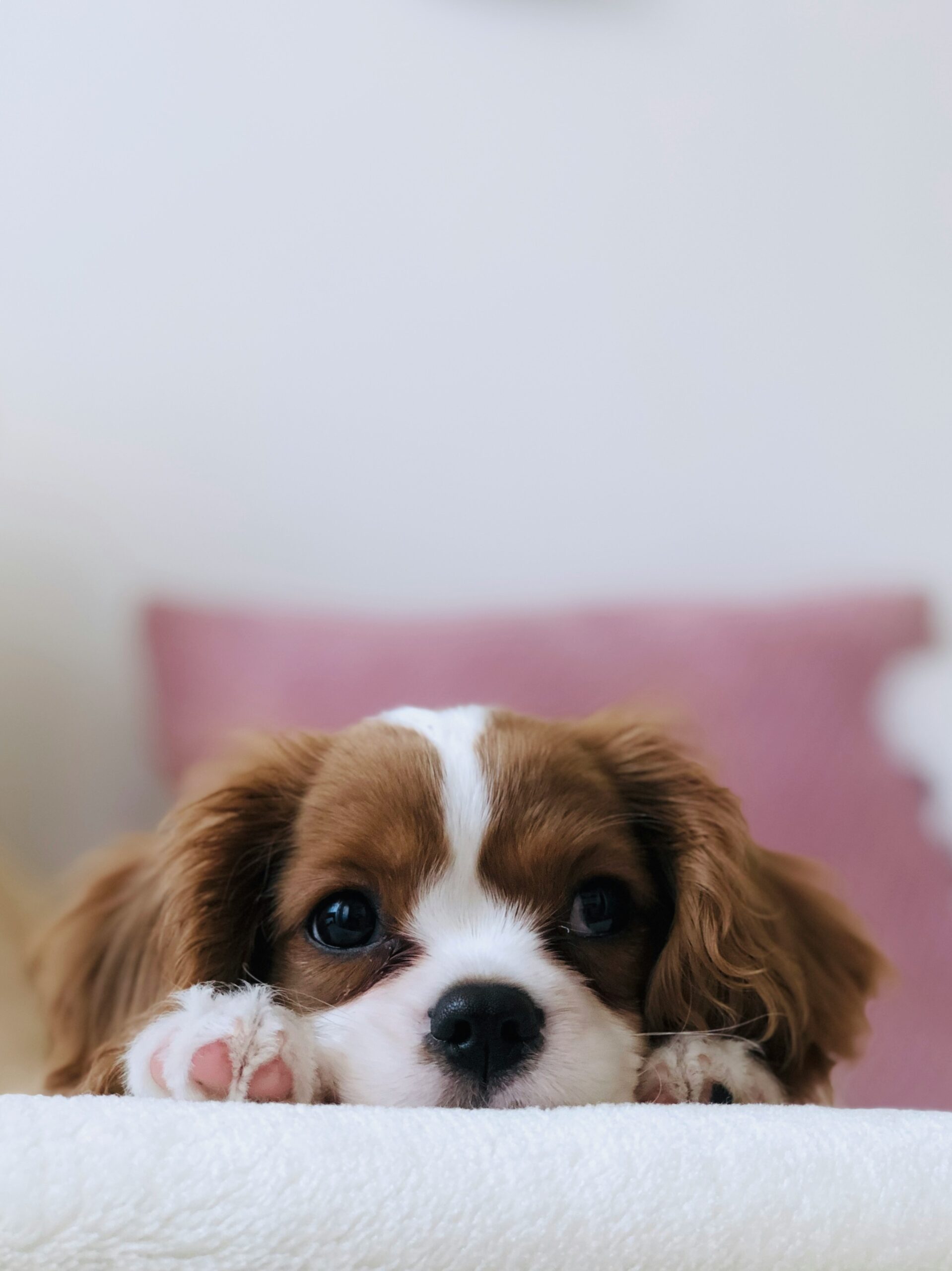Hypothermia in Dogs and Cats During Extreme Canadian Cold - Avon Animal ...
